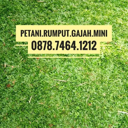 Promo PUSAT RUMPUT GAJAH MINI DAN TERSEDIA ANEKA JENIS RUMPUT TAMAN ...