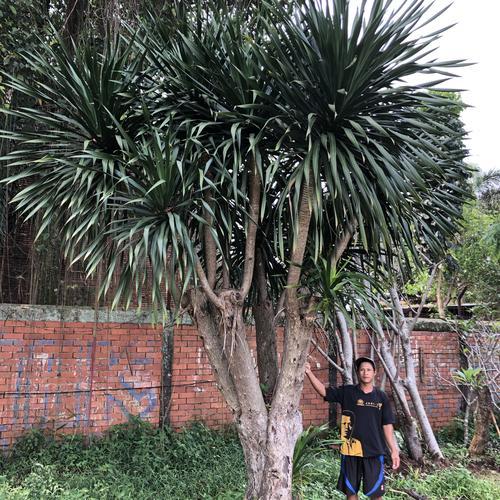 Jual Pandan Bali Big Size Lingkar 60Up Tinggi 4 M lebih - Kab. Bogor ...