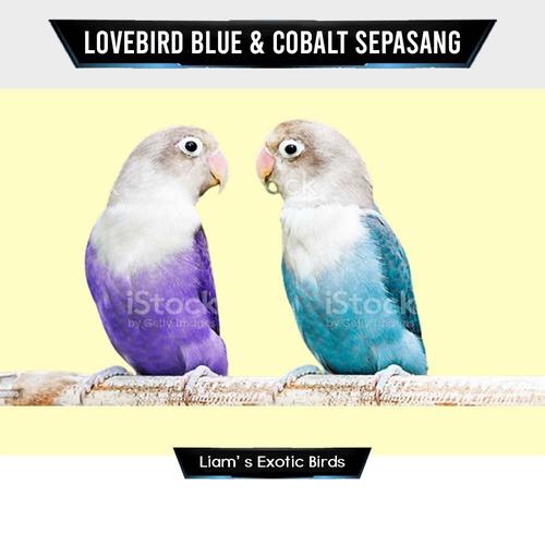 Jual Burung Lovebird Blue Series & Cobalt Sepasang - Satuan Cobalt - Jakarta Timur - Liam' s ...