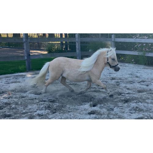 Jual Mini horse atau kuda poni imlort - Jakarta Timur - Sutowo Farm ...