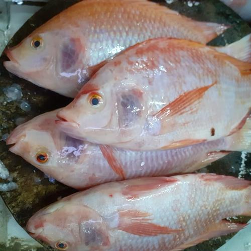Jual ikan nila merah segar - Di Fillet, 500 gram - Jakarta Pusat - Ikan ...