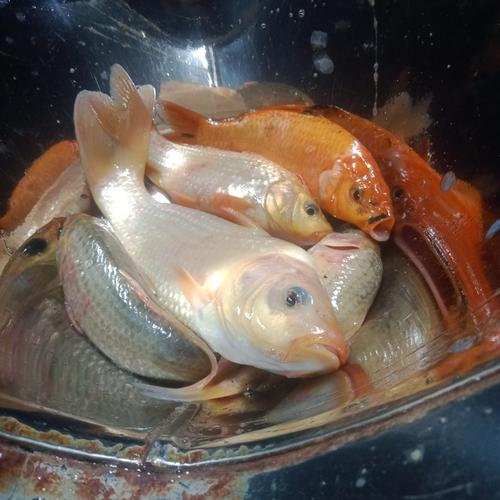Jual Ikan Mas Merah Hidup ½kg isi 2-5 ekor, - Kota Bandung - Rumbo ...