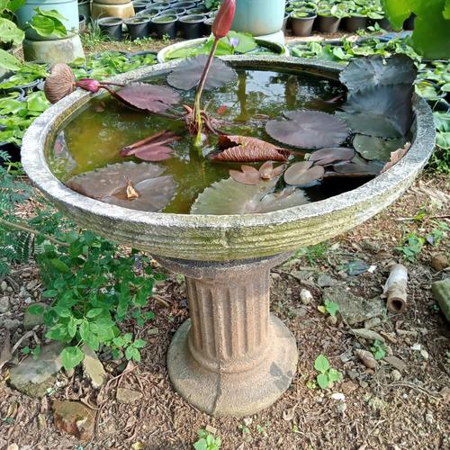 Jual pot untuk wadah teratai air - Kab. Bogor - Tanaman store69 | Tokopedia