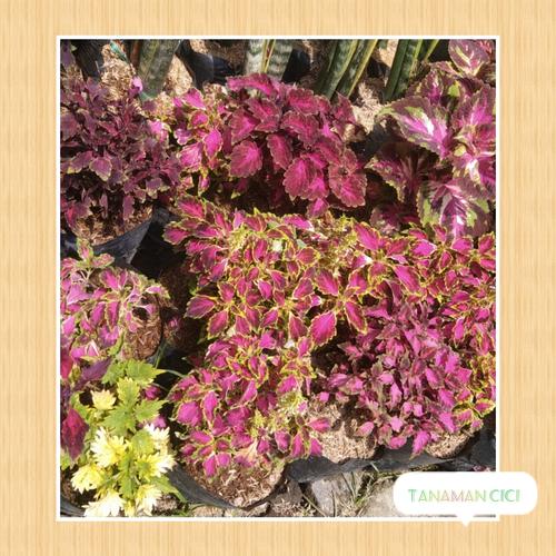 Jual Tanaman outdoor Miana on polybag / pot - biasa, on polibag - Kota ...