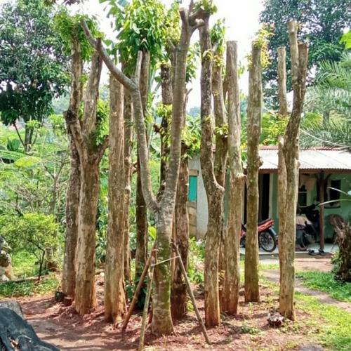 Jual Pohon Bungur, Batang besar. - Kab. Bogor - Mpim Taman Hias | Tokopedia