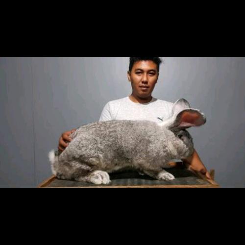 Jual kelinci german giant pure breed - Kota Bandung - NickRey | Tokopedia