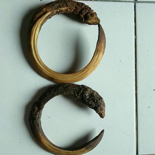Jual taring babi melingkar mati ngurak kalung etnik koleksi suku dayak ...