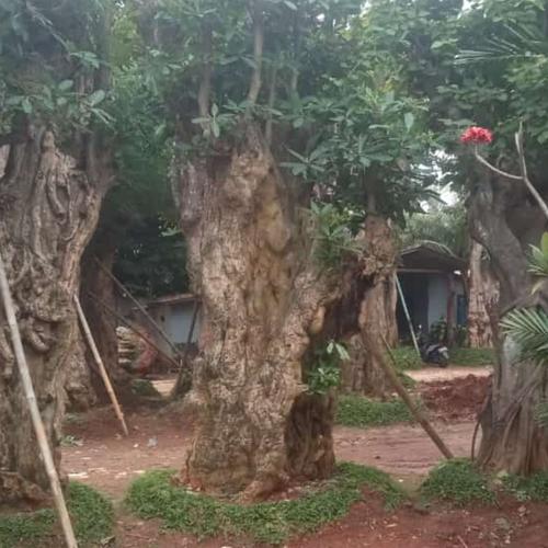 Jual Pohon Pule Fosil Rimbun - Jakarta Barat - little Bali landscape ...