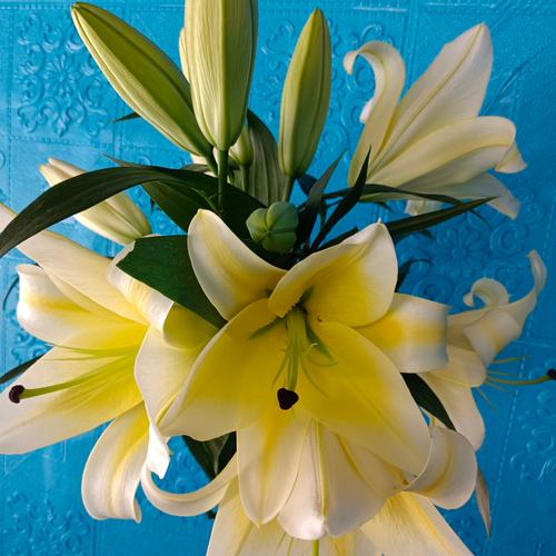 Jual bunga lily kuning asli bunga fresh - Jakarta Selatan - florist ...
