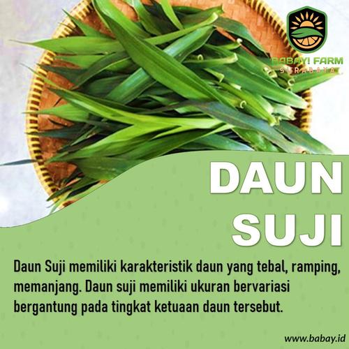 Jual Daun Suji 100 Gr - Kota Surabaya - Babay! Farm | Tokopedia