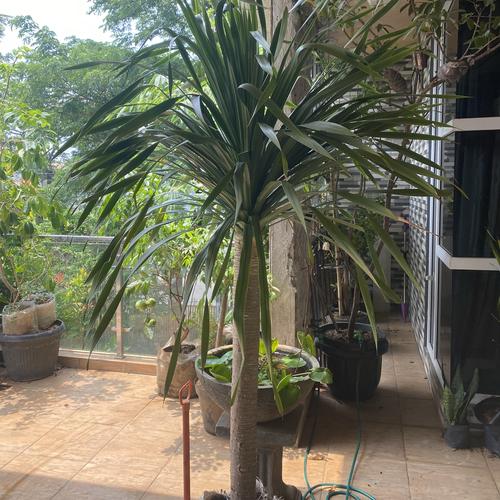 Jual tanaman hias indoor outdoor pandan bali // pandan bali // batang ...