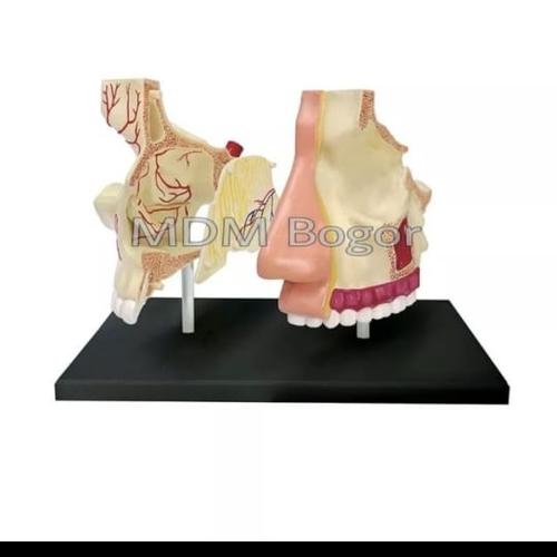 Jual Alat Peraga Model anatomi manusia organ hidung - Kab. Bogor ...