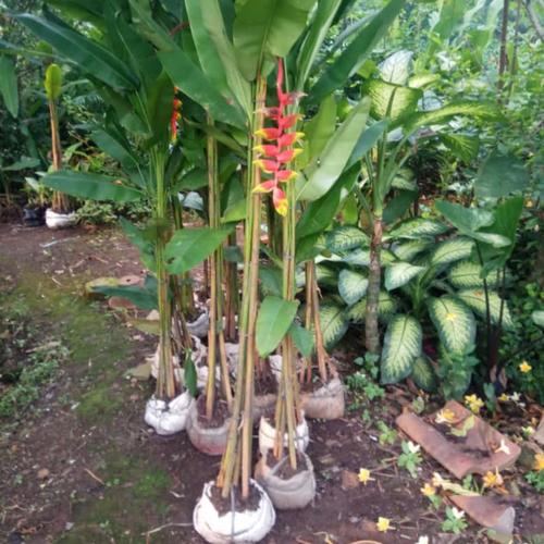 Jual Tanaman Pisang Betet Bali Tinggi 2 Meter - Jakarta Barat - Little ...