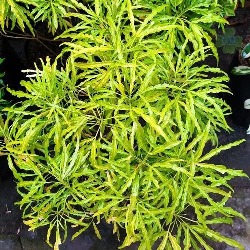 Jual Tanaman Hias Brokoli Kuning Golden False Aralia - Kecil - Kab ...