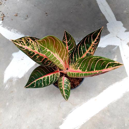 Jual Aglonema Red Sumatra Red Sumatera - Kota Tangerang - Fajarcooler ...