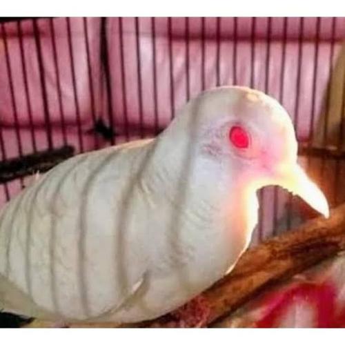 Jual burung perkutut putih mata merah masih muda - Jakarta Timur ...