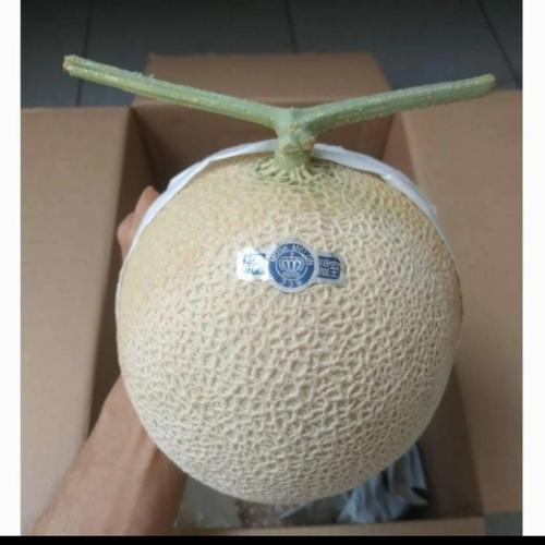 Jual Melon Crown Musk Jepang Original 1 Pcs - Jakarta Barat - Jakarta ...