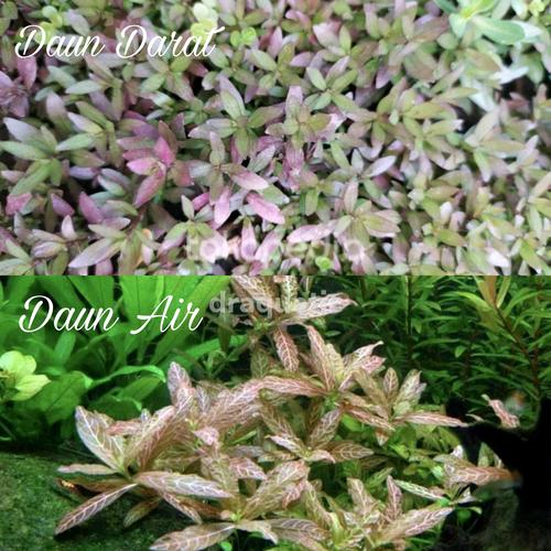 Jual Hygrophila Polysperma Sunset Tanaman Aquarium Aquascape - Kota ...