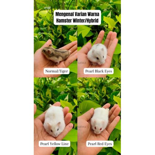Jual Hamster Semua Jenis Kedai Satwa Campbell Cambell Winter Robo ...