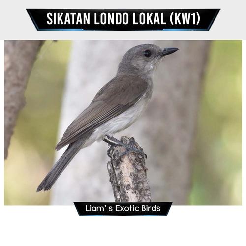 Jual Burung Sikatan Londo Lokal Bagus Pilihan - JANTAN - Jakarta Timur ...