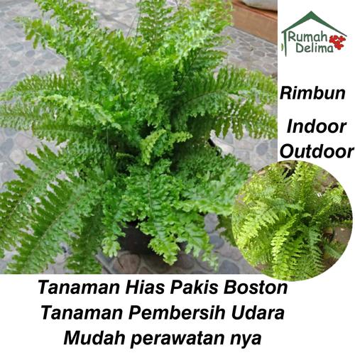 Jual Tanaman pakis - Hijau, M - Jakarta Timur - RUMAH DELIMA | Tokopedia