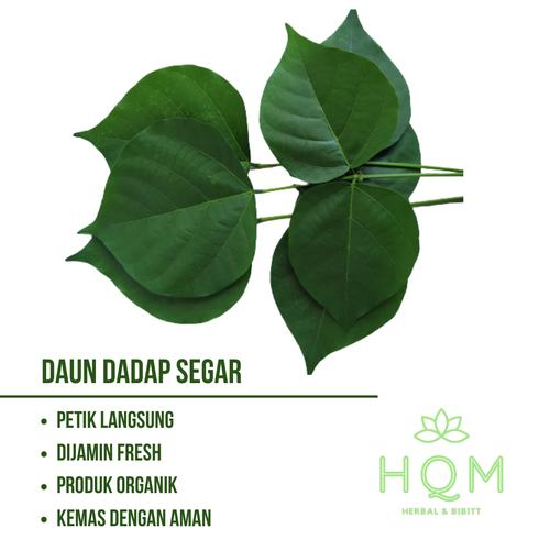 Jual Daun Dadap Segar 1KG - Daun Dadap Serep Organik - Petik Langsung ...
