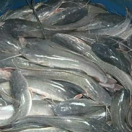 Jual Ikan Lele Mutiara 1kg - Jakarta Timur - Sayur Asep Adil Makmur ...