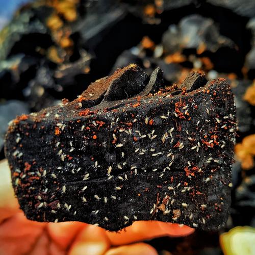 Jual Springtail Collembola Sp / Isopod pembersih paludarium terarium ...