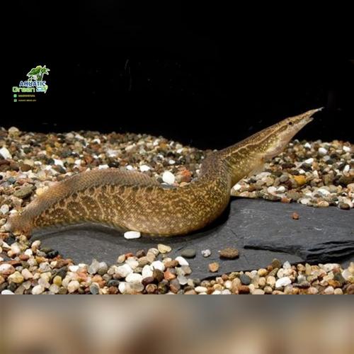 Jual IKAN HIAS SILI BAMBU / MACROGNATHUS CIRCUMCINCTUS / IKAN HIAS ...