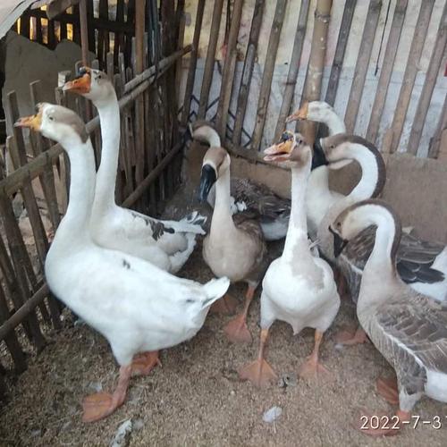 Jual ANGSA INDUKAN SEPASANG SOANG INDUK BANYAK INDUKAN SEPASANG ANGSO ...