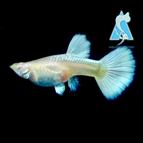 Jual Ikan Guppy Albino Full Platinum AFP / Ikan Hias Air Tawar Aquascape - Female - Jakarta ...