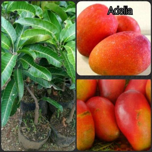 Jual bibit mangga red emperor super siap berbuah okulasi - Kab. Kediri ...