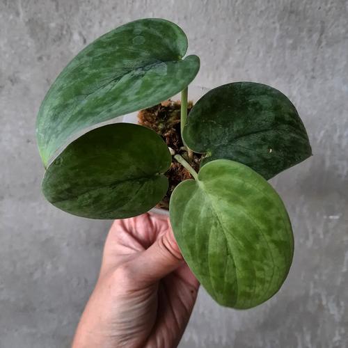 Jual Scindapsus Tattoo - Kota Bekasi - teduhcorner | Tokopedia