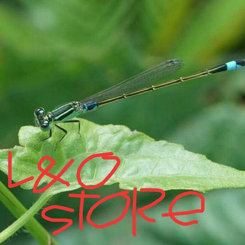 Jual capung jarum - Kab. Tangerang - L&O store | Tokopedia