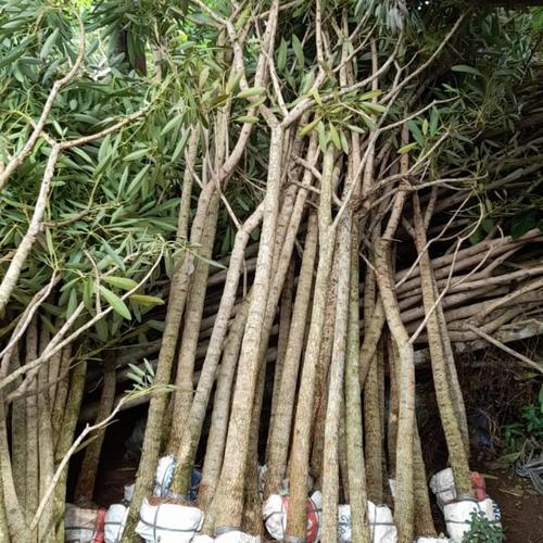 Jual Pohon tabebuya bunga kuning. pohon peneduh sekaligus pelindung ...