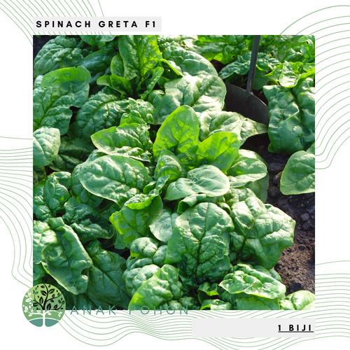 Jual Benih Bibit Biji - Spinach Greta F1 Baby Leaf Salad Seeds - IMPORT ...