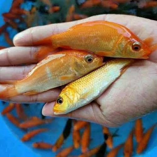 Jual Bibit ikan mas merah ukuran 2 jari - Kota Depok - Rama Tanaman dan ...