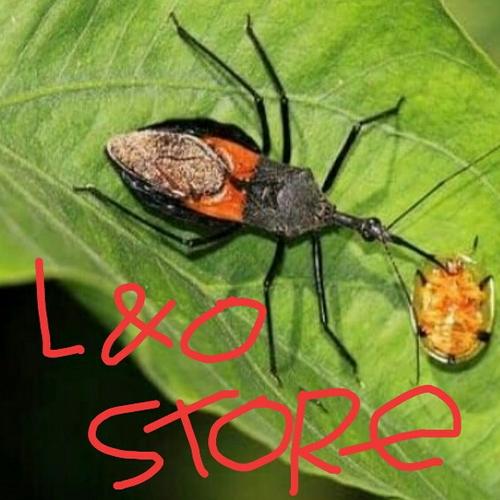 Jual assasin bug/kissing bug _predator hama - Kab. Tangerang - L&O ...