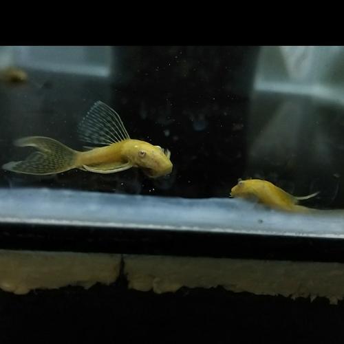 Jual Brushmouth Albino Slayer Pleco L144 Ikan Aquascape Kab