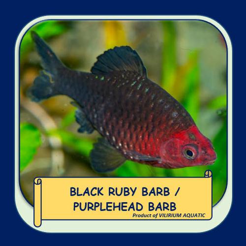 Jual IKAN HIAS AIR TAWAR - BLACK RUBY BARB / PURPLEHEAD BARB - Jakarta ...