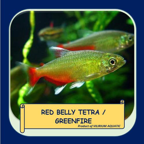 Jual IKAN HIAS AIR TAWAR - RED BELLY TETRA / GREENFIRE TETRA - Jakarta ...