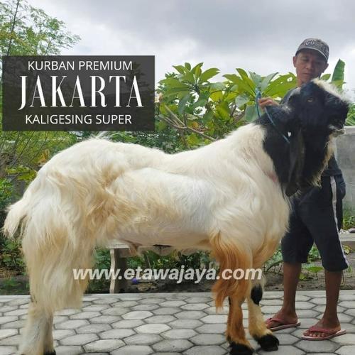 Jual Kambing Etawa Kaligesing Super Jantan 100cm perah susu kambing ...