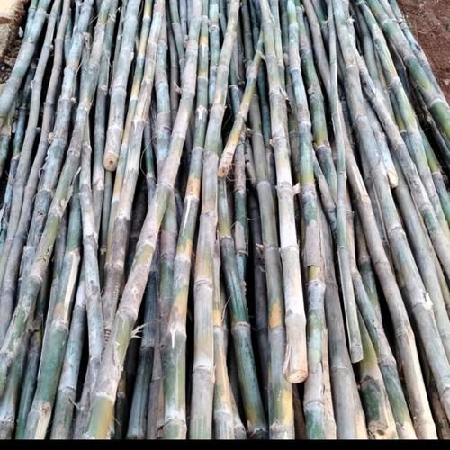 Jual tiang bambu bendera umbul 3m - Jakarta Selatan - APOTE K HIDUP IND ...