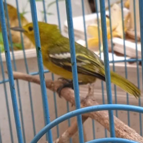 Jual Burung Cipo/Sirtu Jantan Sudah Makan Pur Rajin Bunyi - Jakarta ...