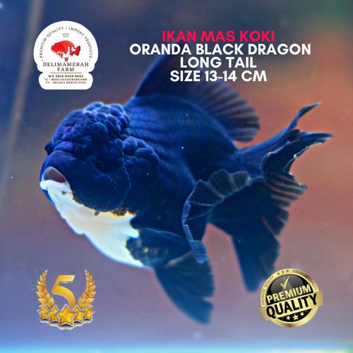 Jual IKAN MAS KOKI ORANDA BLACK DARGON LONG TAIL SIZE 13-14 CM - Kota ...