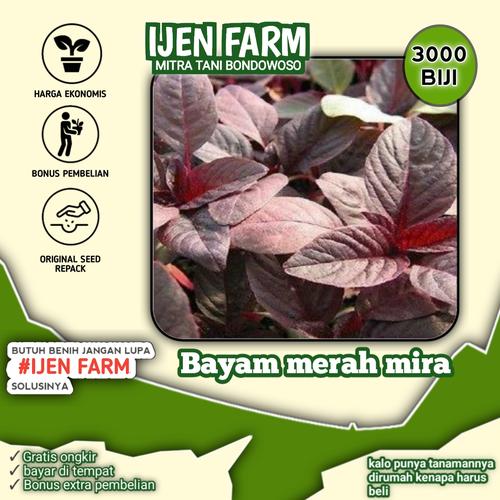 Jual 3000 biji - Benih Bayam Merah Mira - Kab. Bondowoso - IJEN FARM ...