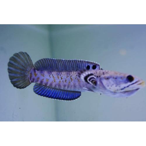 Jual channa blue pulchra 15 cm - single tank flaring kaca - 13 cm up ...
