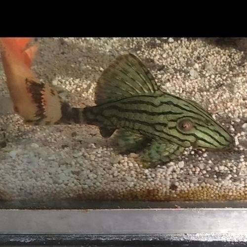 Jual Pleco L191 royal panaque - Jakarta Barat - AquaCornerjakarta ...