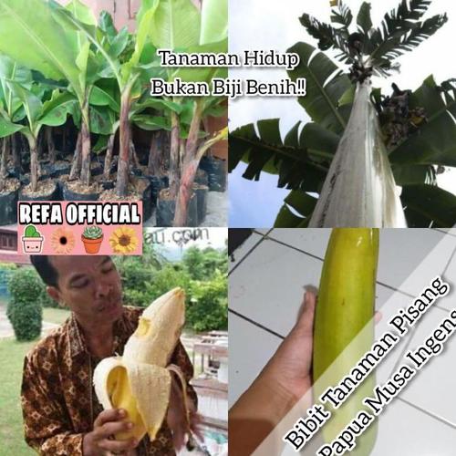 Jual REFA Bibit Tanaman Hidup Pisang Raksasa Papua Musa Ingens / Meja ...