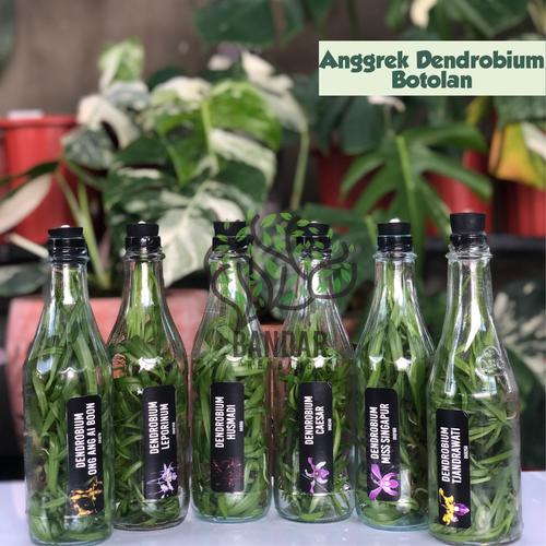 Jual BIbit Anggrek Botolan Dendrobium Primary Hybrid Botol Dendro ...